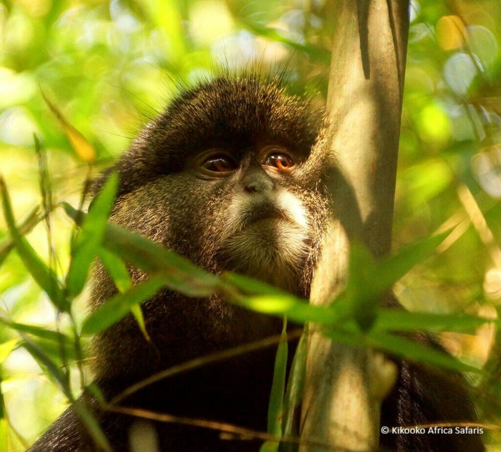 Kikooko Africa Safaris | Uganda Safaris and East African Experiences