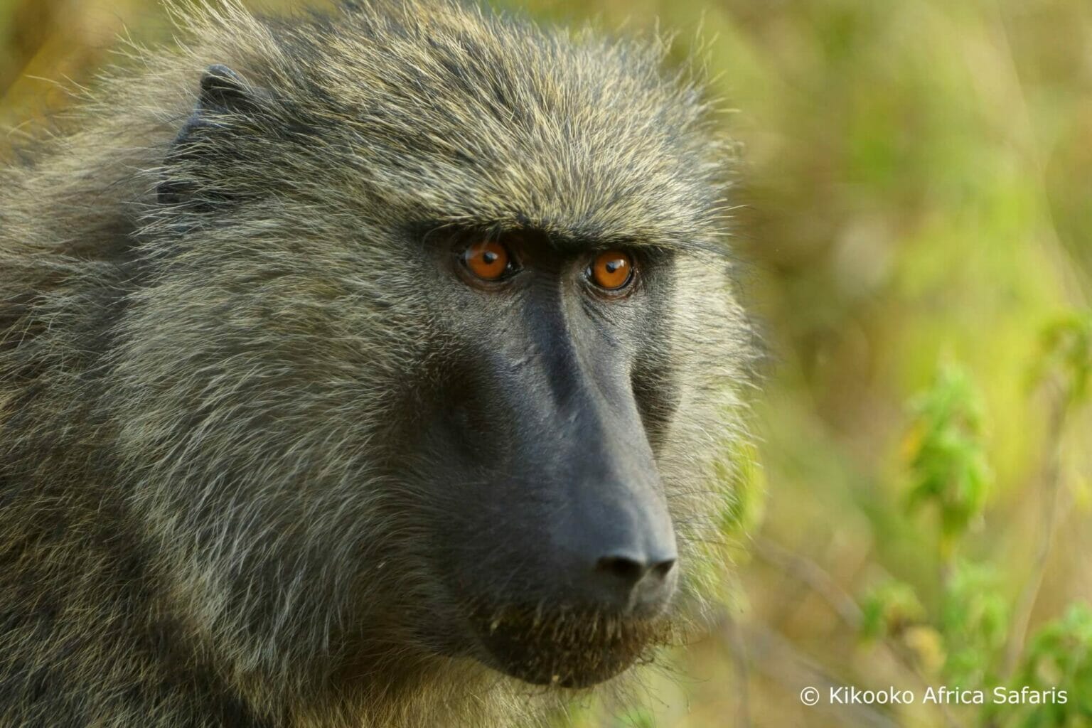 Where to Find Olive Baboons in Uganda - Kikooko Africa Safaris