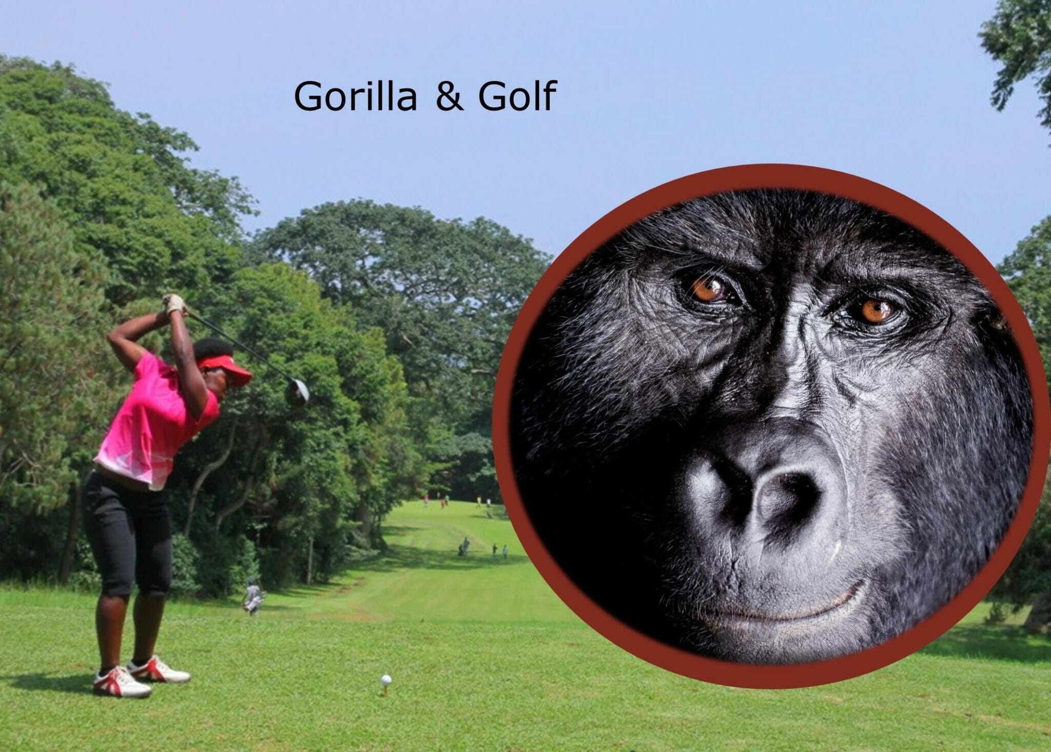 Gorilla & Golf - Kikooko Africa Safaris