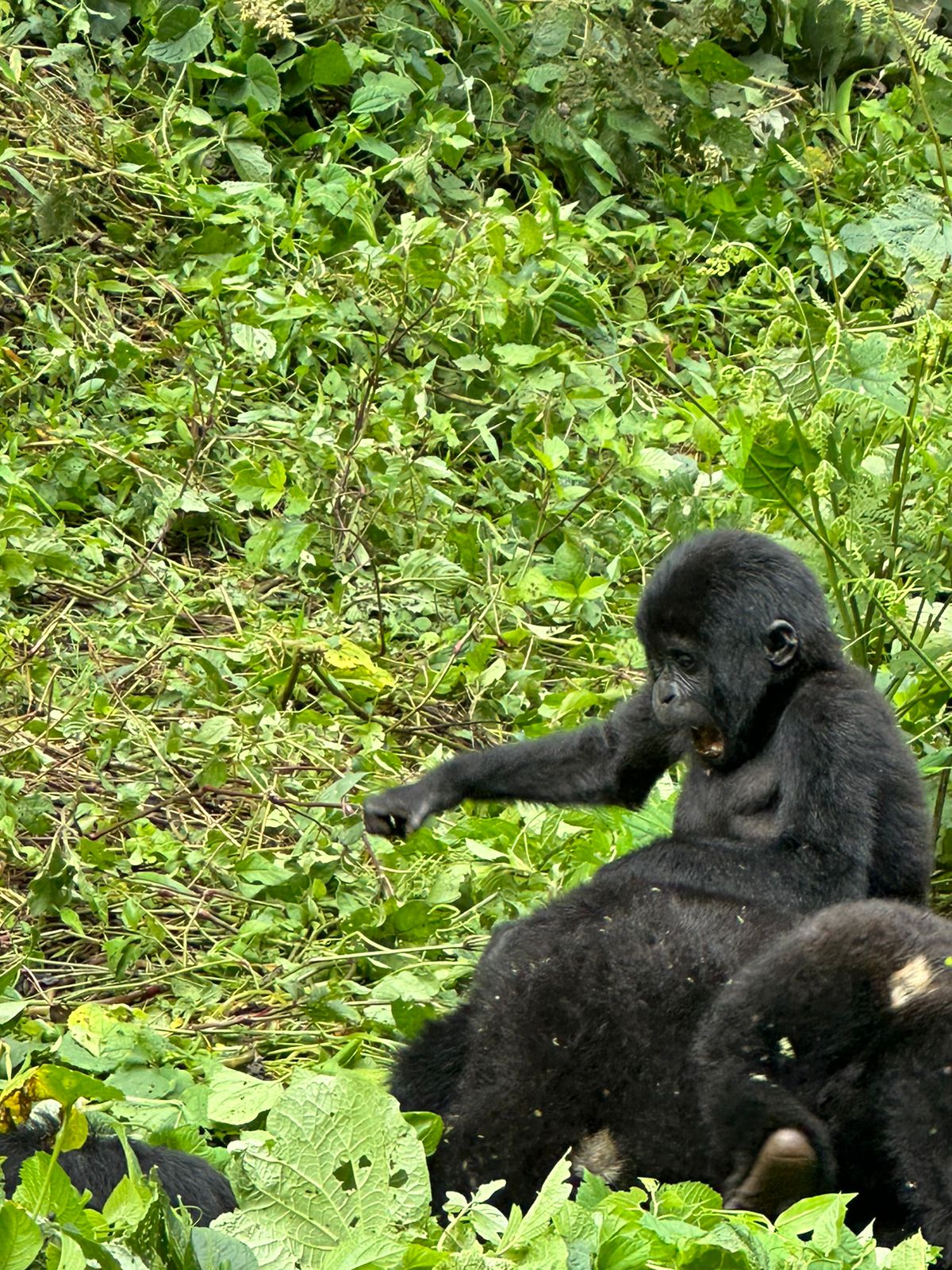 Best Place to See Mountain Gorillas in the Wild - Kikooko Africa Safaris