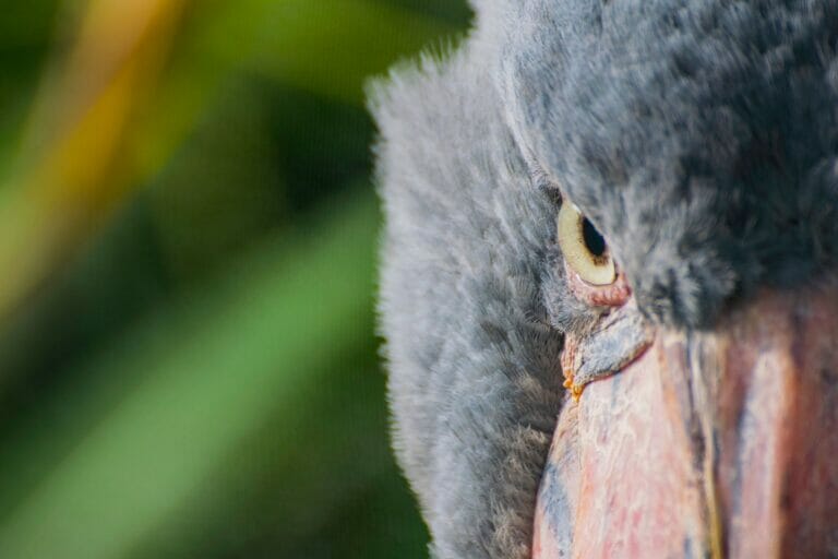 Where to see Shoebills + 19 other surprising Shoebill facts - Kikooko ...