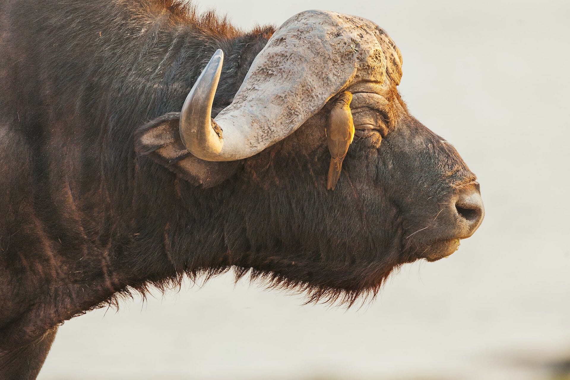 What you don’t know about the Cape buffalo - Kikooko Africa Safaris