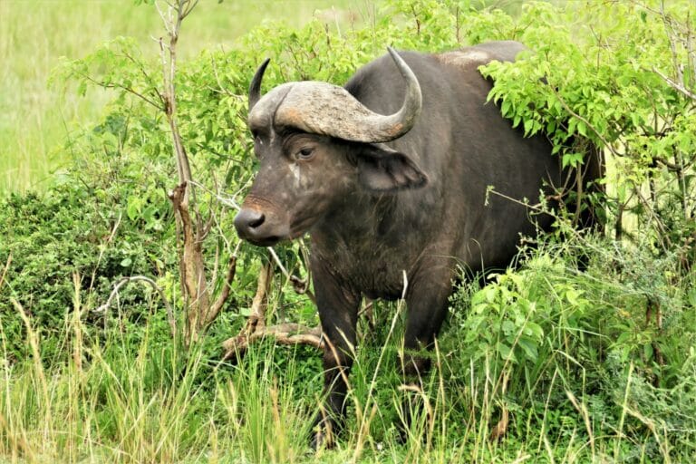 Your Guide To The Big 5: Where To See African Buffalo in Uganda ...