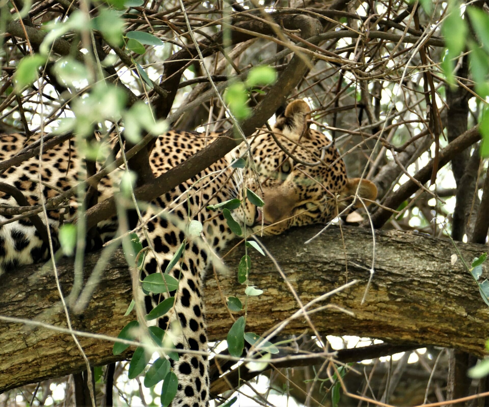 Where to See The African Leopard in Uganda - Kikooko Africa Safaris