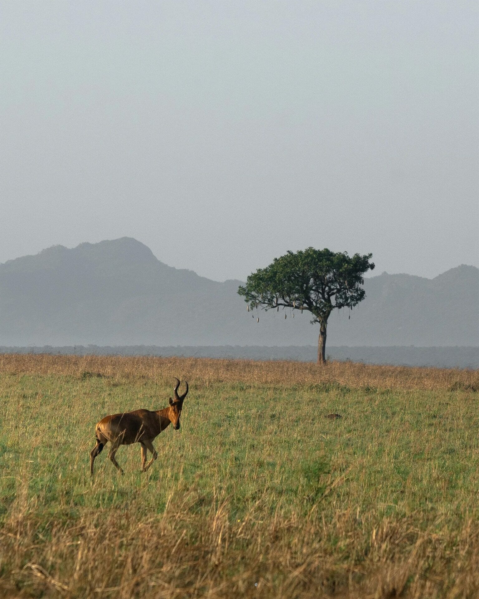 Uganda - Kikooko Africa Safaris