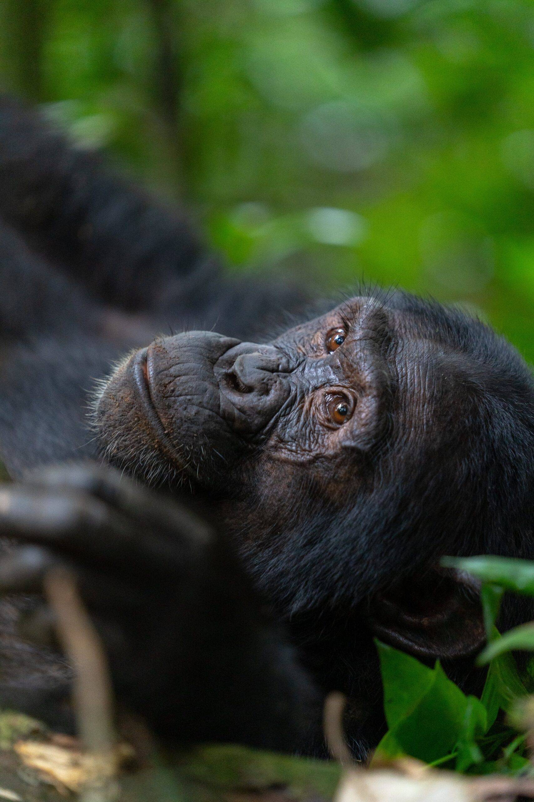 Revel in Rwanda - Kikooko Africa Safaris