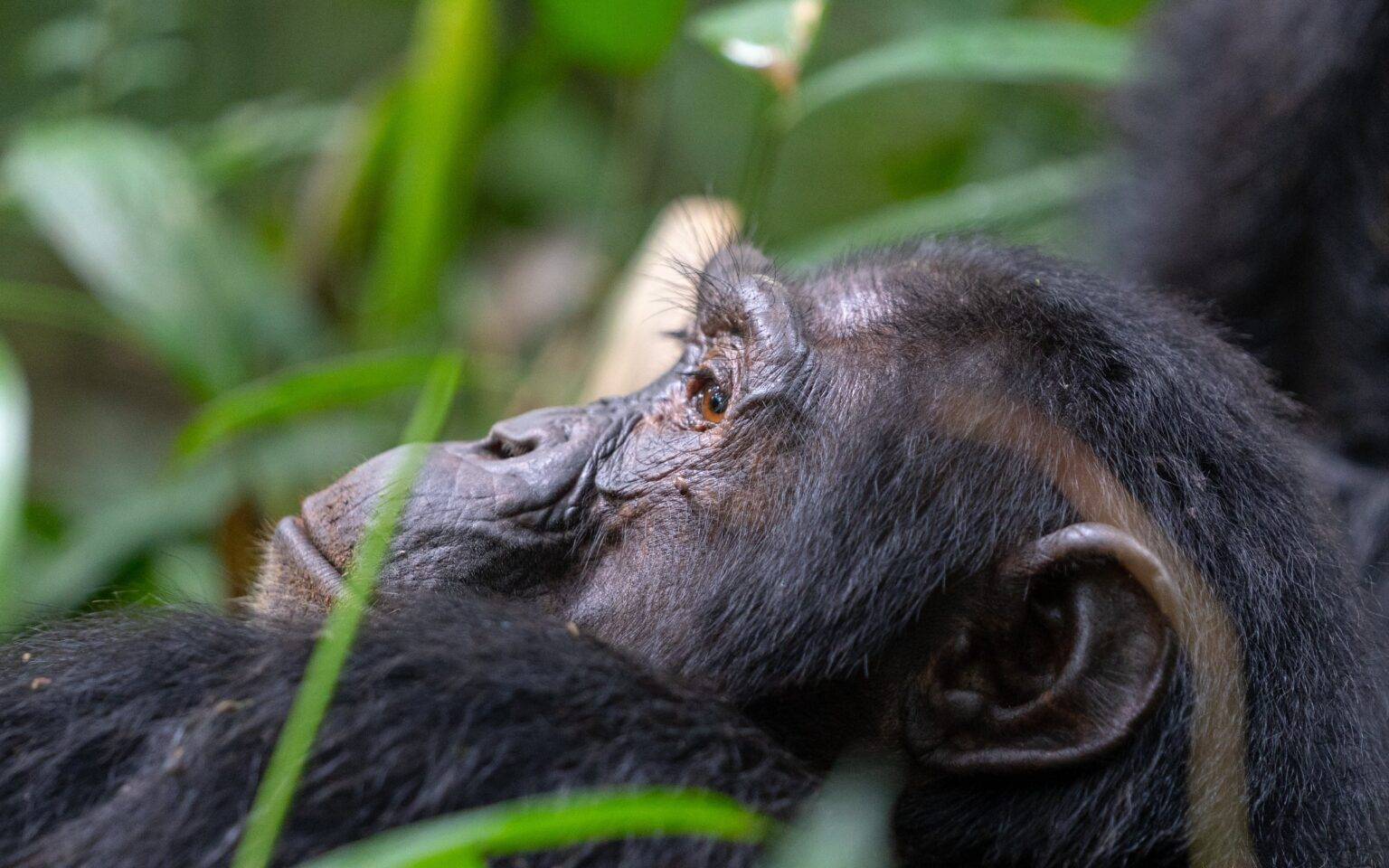 Primate Habituation - Kikooko Africa Safaris