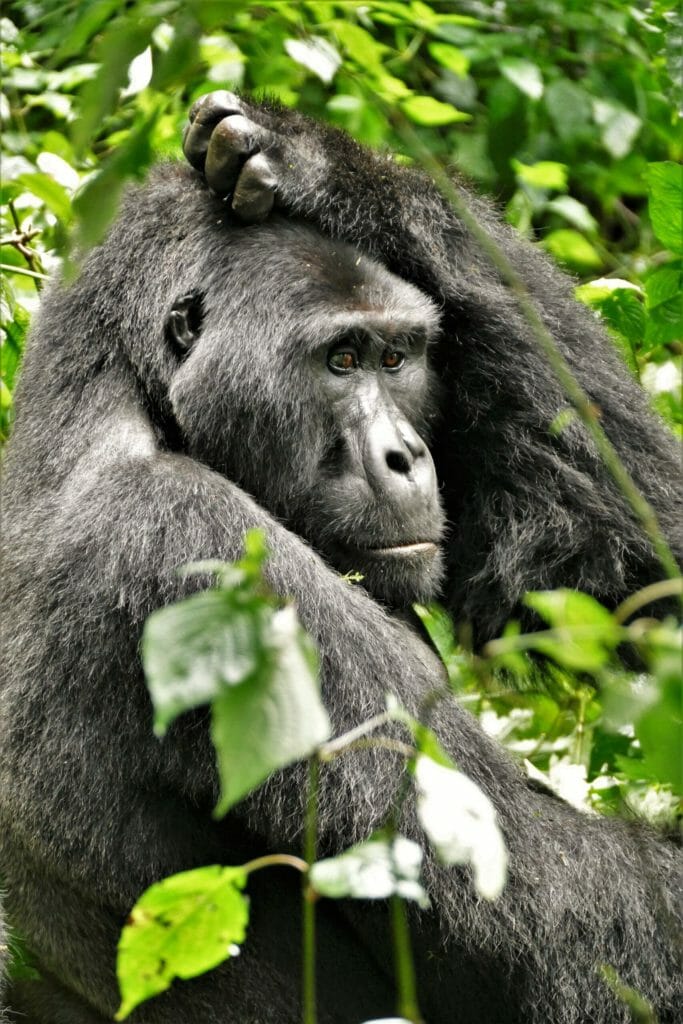 Uganda Primate Permits: What It Costs To See Mountain Gorillas ...
