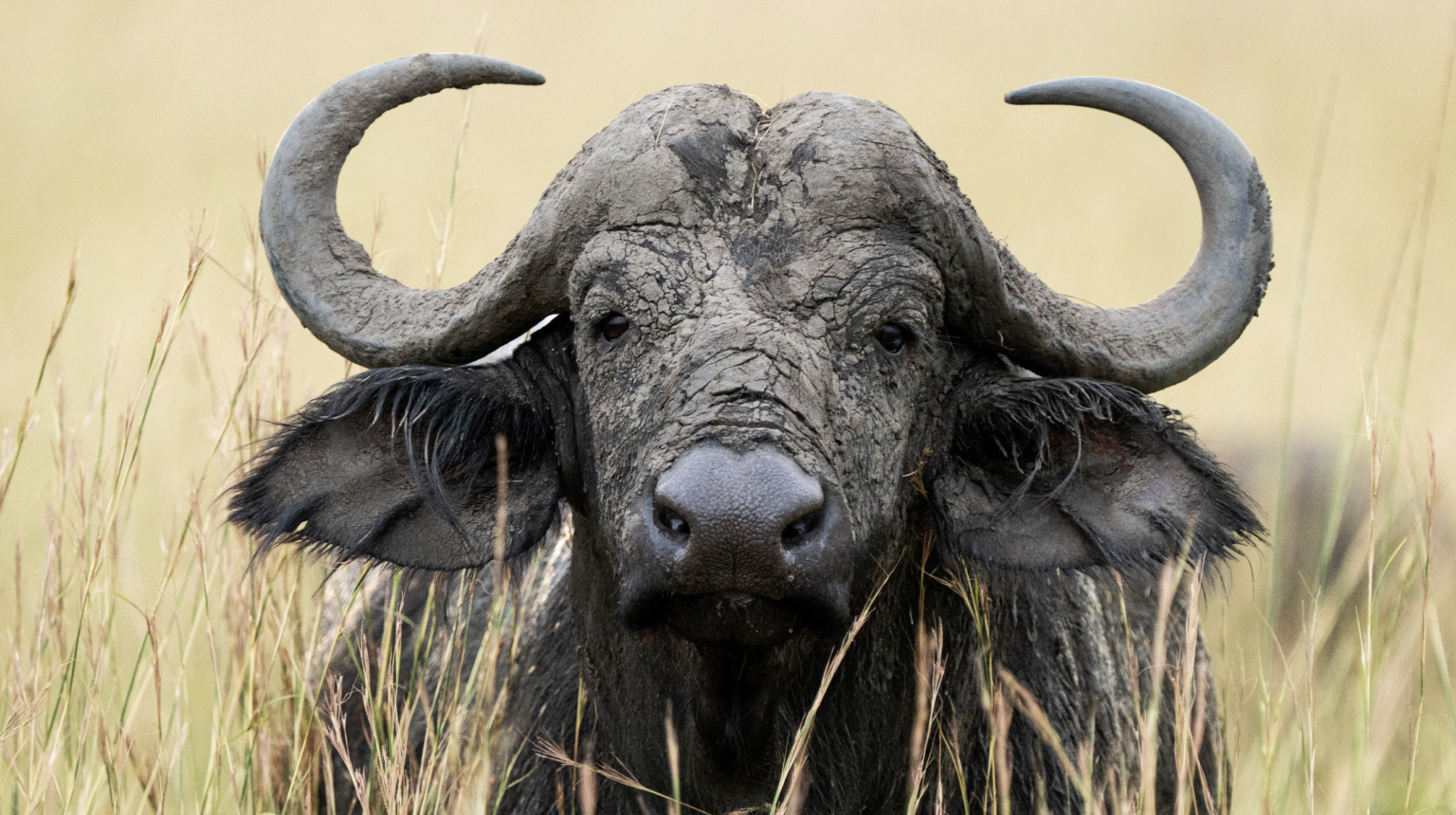 Your Guide To The Big 5: Where To See African Buffalo in Uganda ...