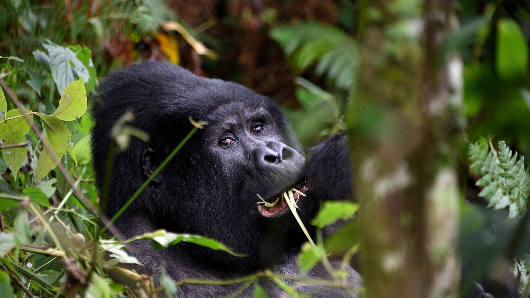 Introduction to Mountain Gorilla Trekking in Africa - Kikooko Africa ...