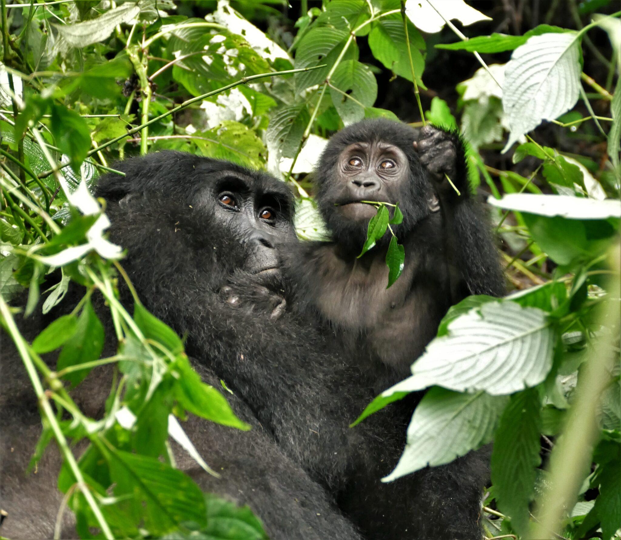 Kikooko Africa Safaris - Private Uganda Safaris Since 2013