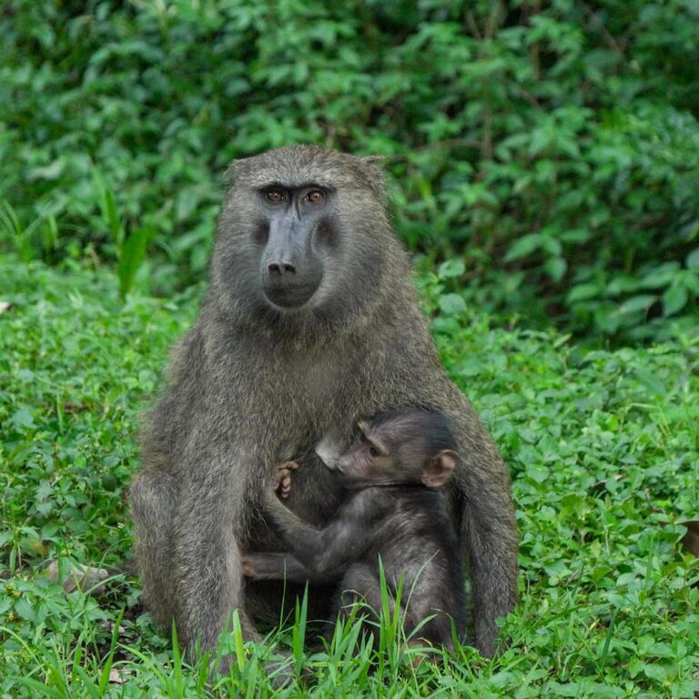 Kikooko Africa Safaris - Private Uganda Safaris Since 2013